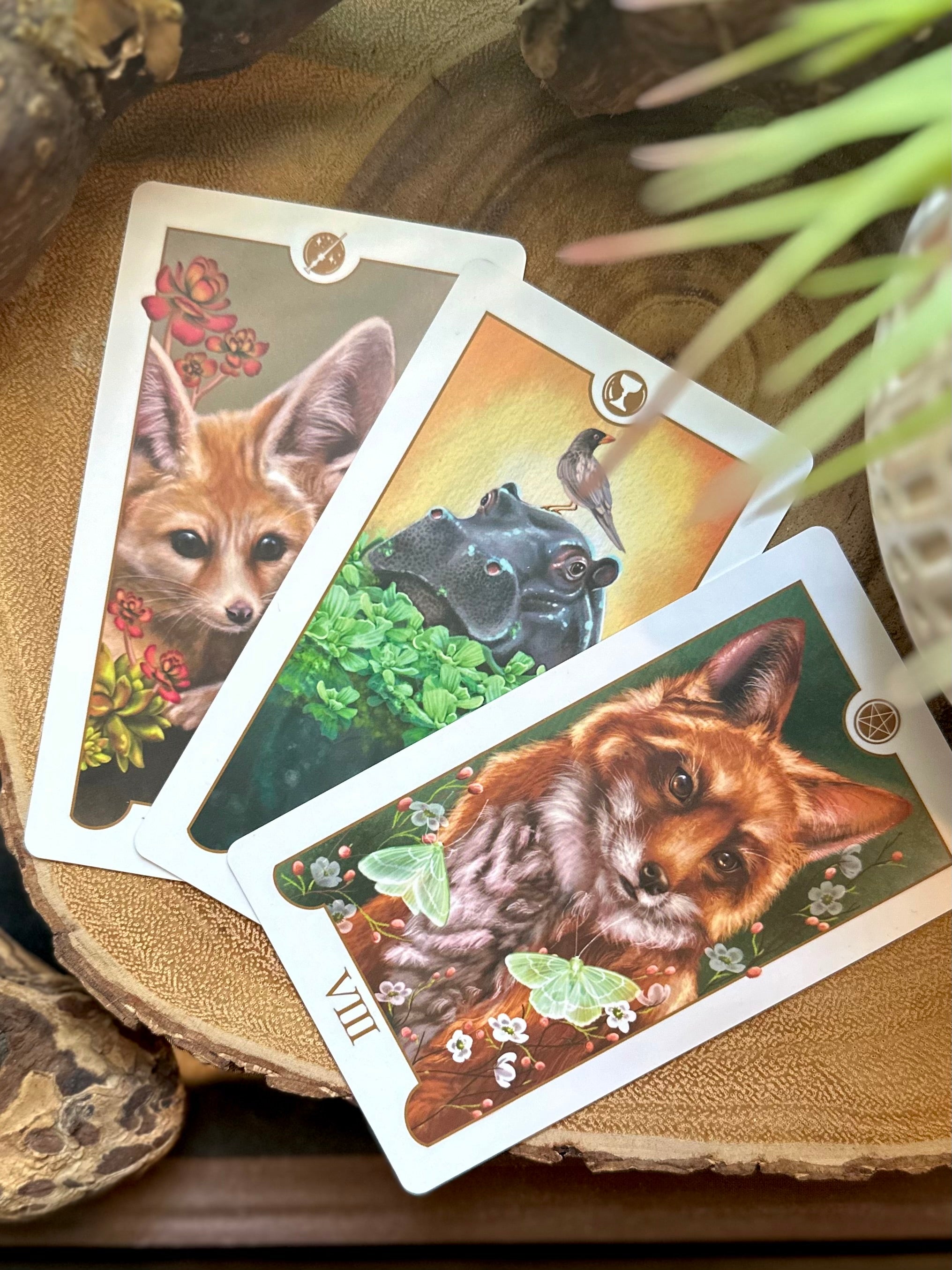 The Animal & Botanical Tarot – The Animal & Botanical Artist
