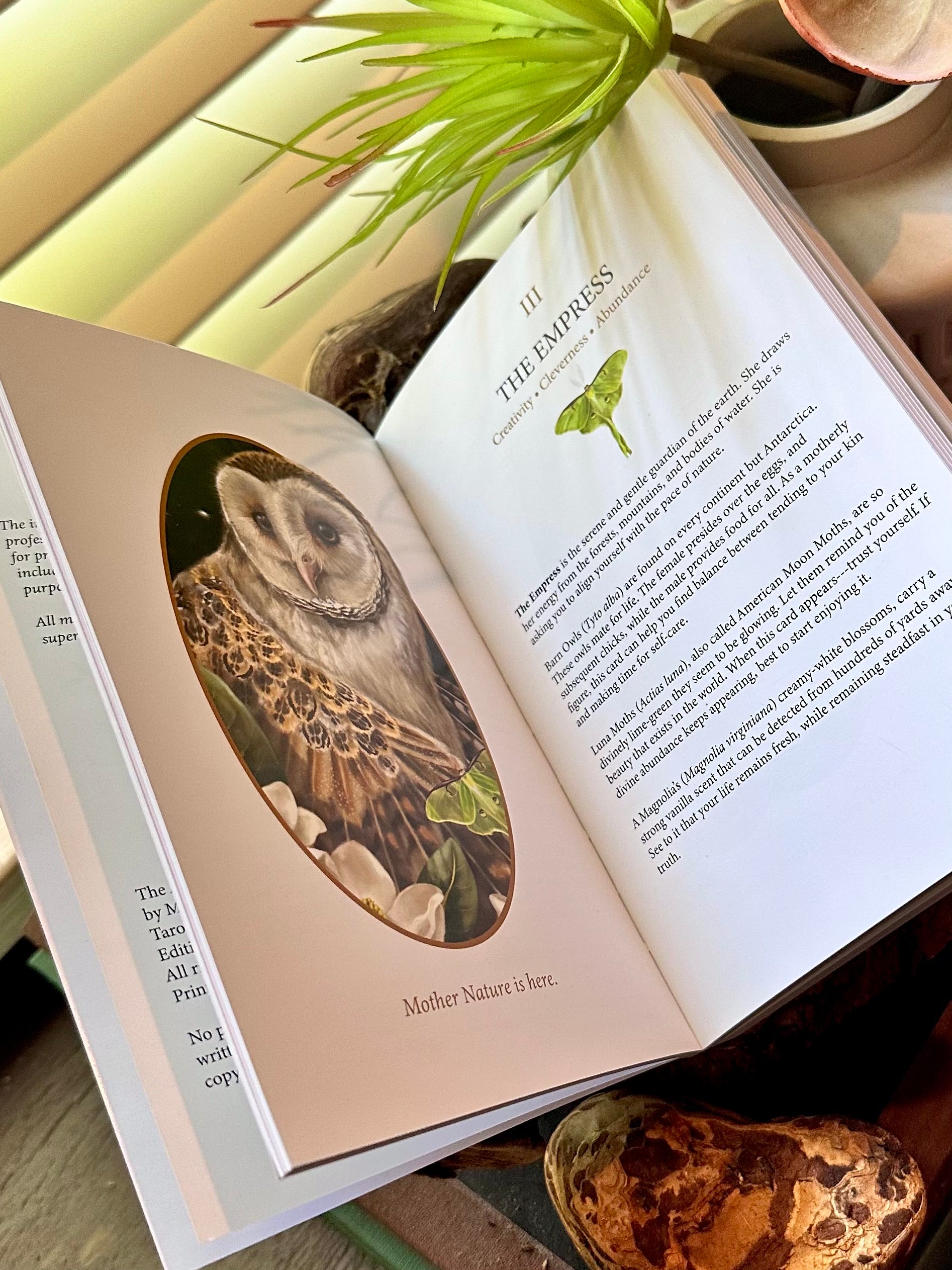 The Animal & Botanical Tarot – The Animal & Botanical Artist